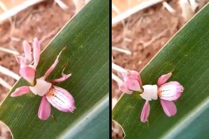 Flower or Insect? Viral Video of a Walking Orchid Mantis Leaves ...