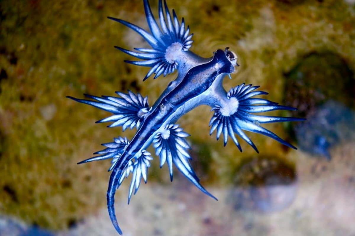 What are 'Blue Dragons' That are Going Viral? Here's What We Know About ...