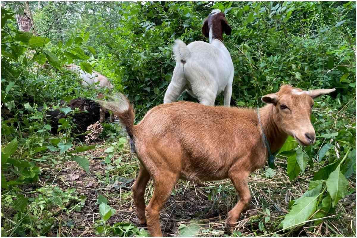 Mutant Goat Born In West Bengal With 8 Legs, 2 Hips Dies Within Minutes ...