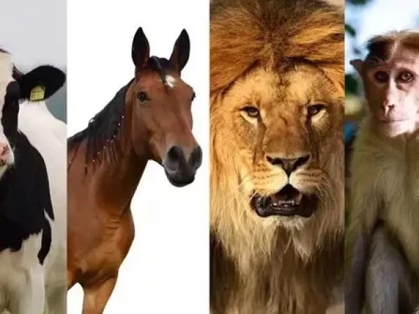 Personality test: The animal you choose reveals THIS about you - watsup